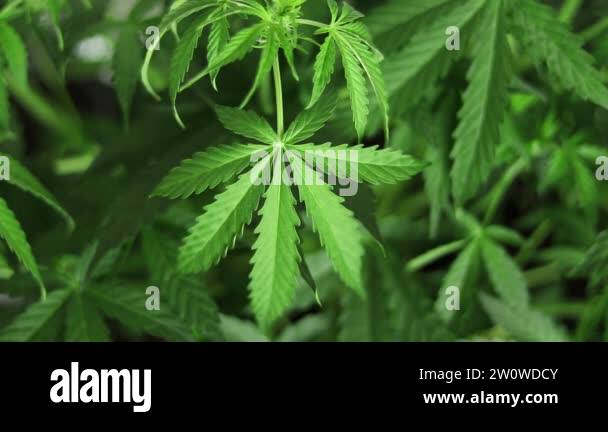 Green big cannabis leaf close Stock Videos & Footage - HD and 4K Video ...