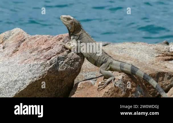 Poor quality Stock Videos & Footage - HD and 4K Video Clips - Alamy