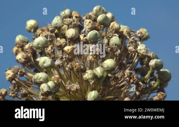 Dry seed onion (garlic, scallion, shallot, leek, chives ...