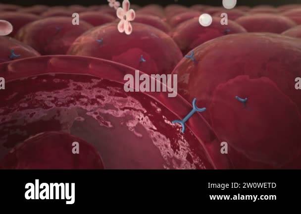 mechanism of action of insulin, glucose, Human Insulin, structure of ...