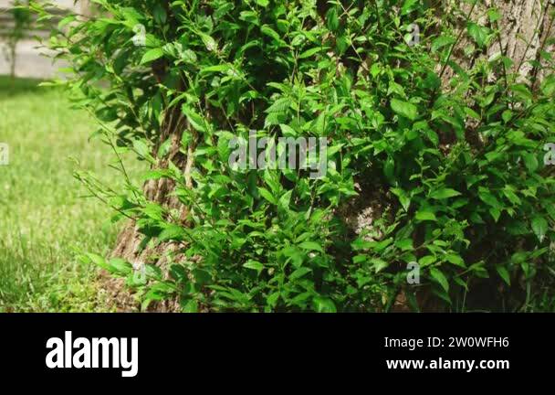 Deciduous tree seedling Stock Videos & Footage - HD and 4K Video Clips ...