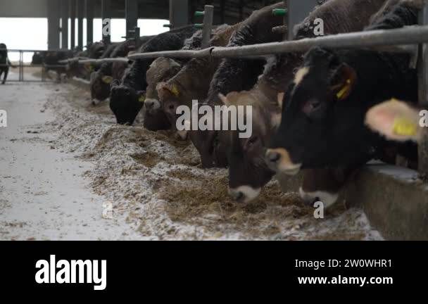 Cattle, many black cows standing inside corral, cattle-pen, eating hay ...