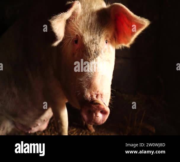 Pig pig face Stock Videos & Footage - HD and 4K Video Clips - Alamy