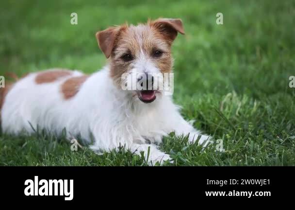 Happy cute pet Stock Videos & Footage - HD and 4K Video Clips - Alamy