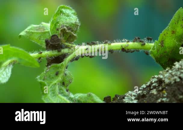 Aphid insect on a plant large colony of insect pests. A colony of ants ...