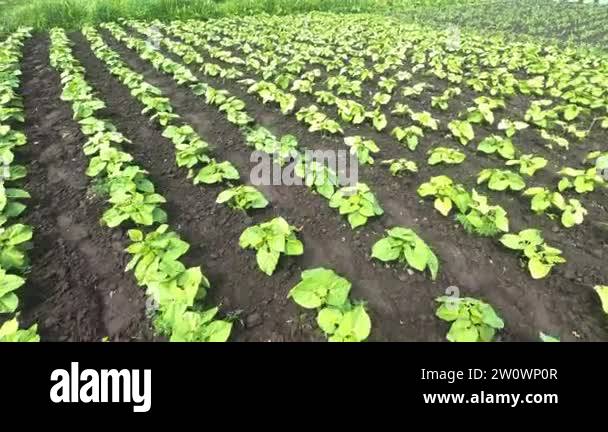 Farm bean sprout Stock Videos & Footage - HD and 4K Video Clips - Alamy