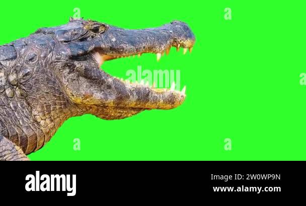 Mouth movements Stock Videos & Footage - HD and 4K Video Clips - Alamy