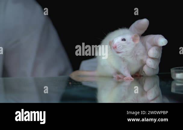 Lab rat test Stock Videos & Footage - HD and 4K Video Clips - Alamy