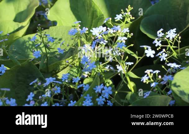 Scorpion grasses or Myosotis bright blue flowers on a dark green ...