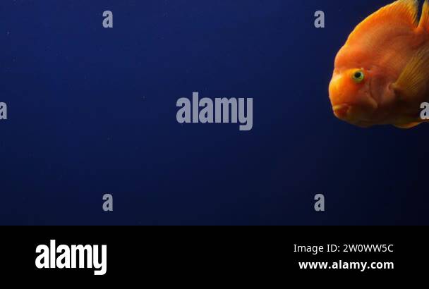 Midas Cichlid, amphilophus citrinellus, Fish swimming in a Freshwater Aquarium, Slow Motion 4K ...