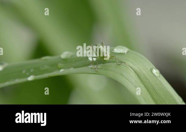 A green grasshopper tracks down prey - midges and attacks it, but not ...