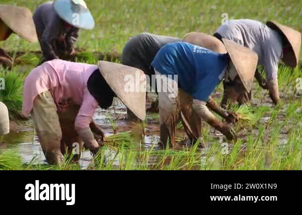 BLURRY,grainy, noises and soft focus of Farmers grow rice in the rainy ...