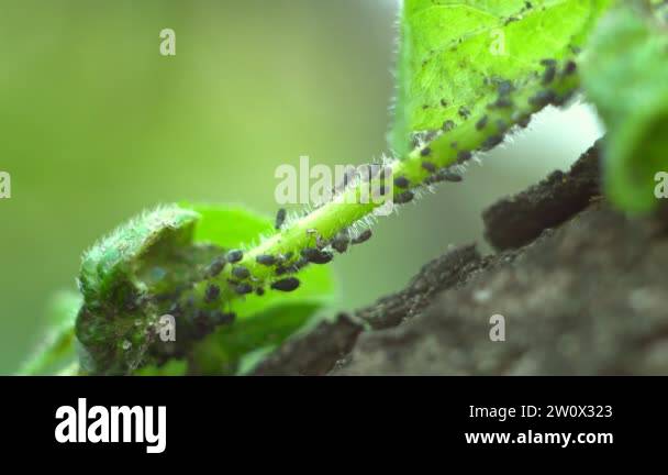 Aphid insect on a plant large colony of insect pests. A colony of ants ...