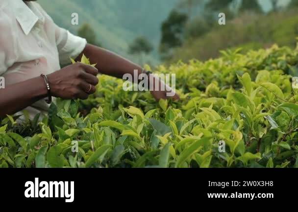 Hardworking Female Tea-Pickers. Farmer Keep Crop Nature Agricultural ...