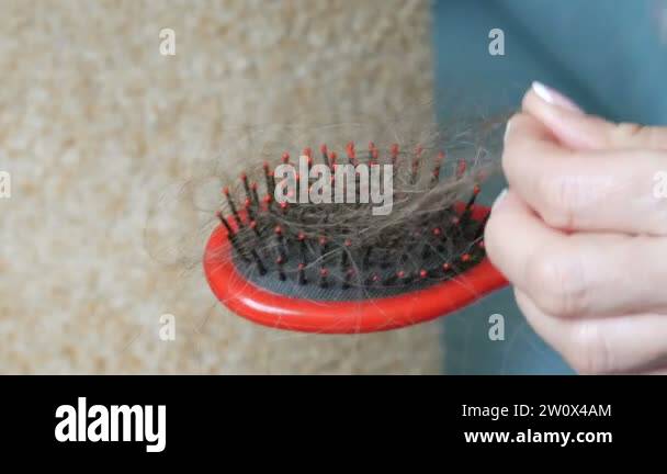 Female hands clean Drop down hair on a comb after combing. Lots of ... Female hands clean Drop down hair on a comb after combing. Lots of ...
