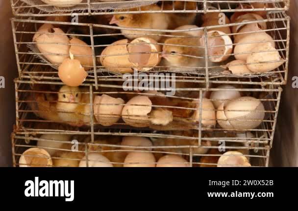 Close up from baby chicks incubator box at a farm in the Philippines ...