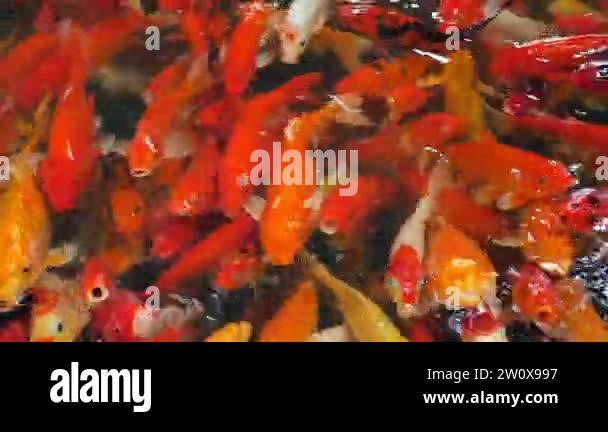 Koi crap Stock Videos & Footage - HD and 4K Video Clips - Alamy