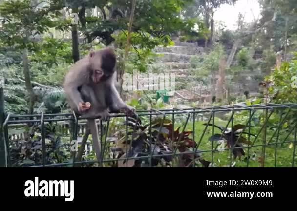 Monkey in a forest Stock Videos & Footage - HD and 4K Video Clips - Alamy