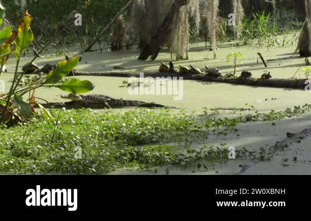 Florida swamp alligator turtles sunning Stock Videos & Footage - HD and 4K Video Clips - Alamy