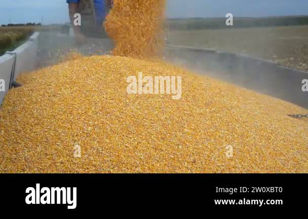Grain cart farmer Stock Videos & Footage - HD and 4K Video Clips - Alamy