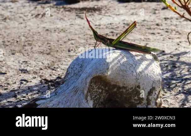 Acrida ungarica, insect sits on an old skull of a predatory animal ...