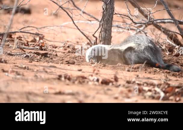 Badger digging Stock Videos & Footage - HD and 4K Video Clips - Alamy