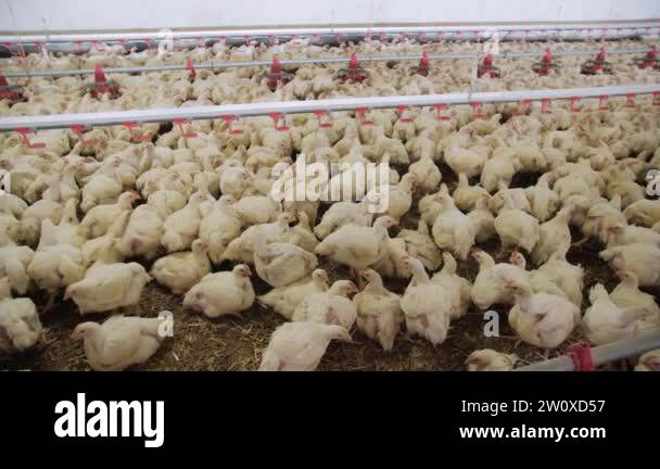 Poultry farm. Chickens for fattening on a modern poultry farm. Lots of ...