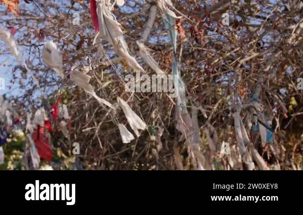 Colorful ribbons tied on a wish tree in Cyprus. Shot of a wishing tree ...