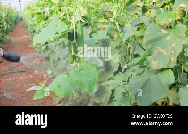 Gherkin plant Stock Videos & Footage - HD and 4K Video Clips - Alamy