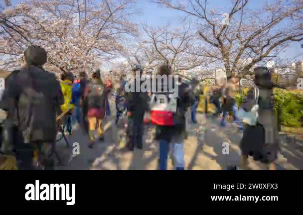 Japan cherry blossom hanami Stock Videos & Footage - HD and 4K Video ...