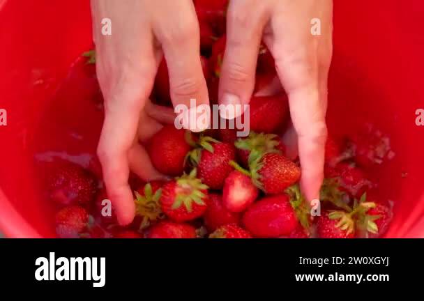 Washing Strawberries while Holding It in Hands Stock Video Footage - Alamy