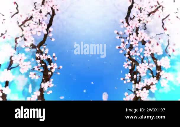 Cherry tree in full bloom. Cherry branch. Sakura flowers pink. Cherry blossom blue background ...