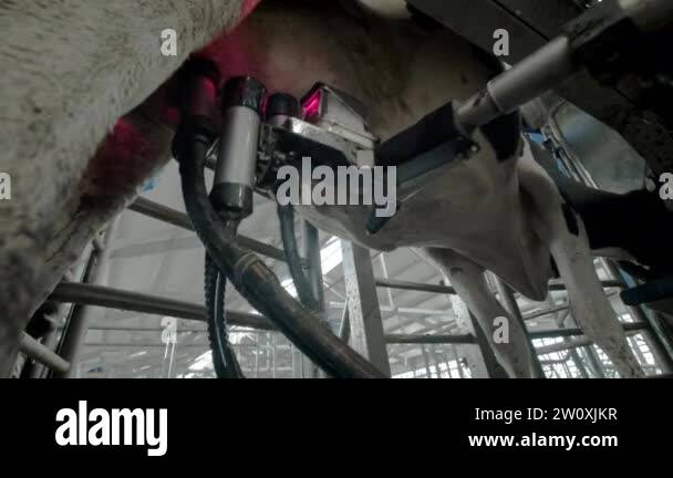 Automated process of a modern milking machine. The cows udder is scanned by a laser to milk milk ...