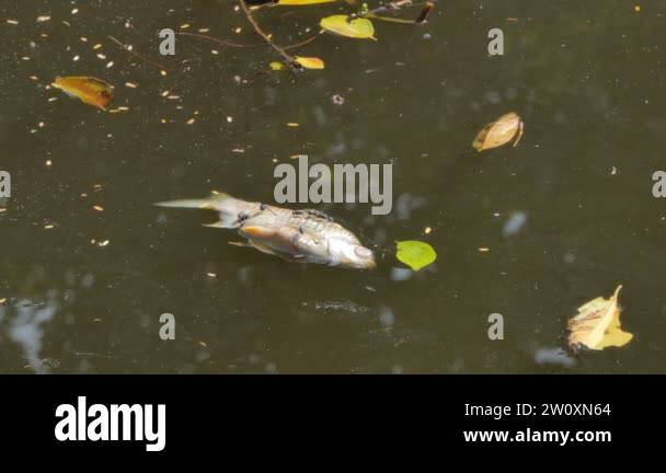 Fish is dead on waste water, pollution form industry Stock Video ...