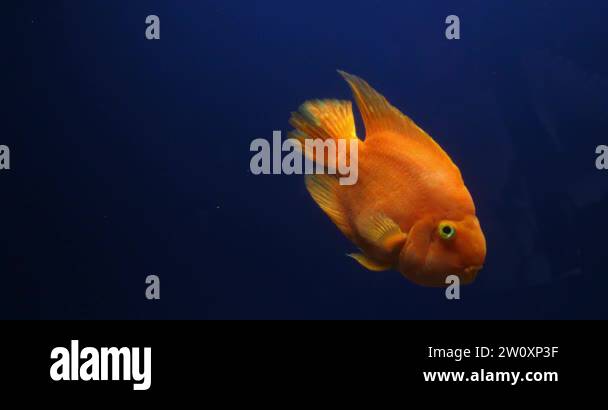 Midas Cichlid, amphilophus citrinellus, Fish swimming in a Freshwater Aquarium, Slow Motion 4K ...