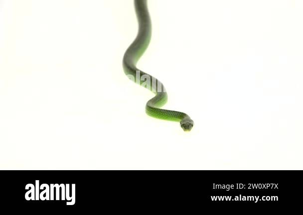 Rhinoceros Ratsnake or Rhynchophis Boulengeri. Also Known as Rhinoceros ...