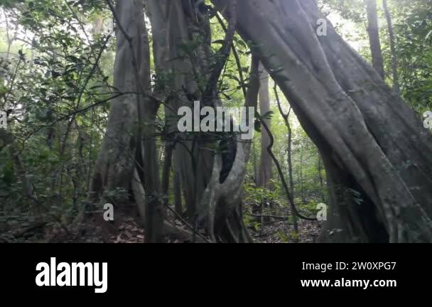 Lower montane forest Stock Videos & Footage - HD and 4K Video Clips - Alamy