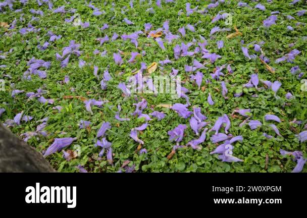 8K Jacaranda (Jacaranda Mimosifolia) Flowers On The Floor. Spring ...