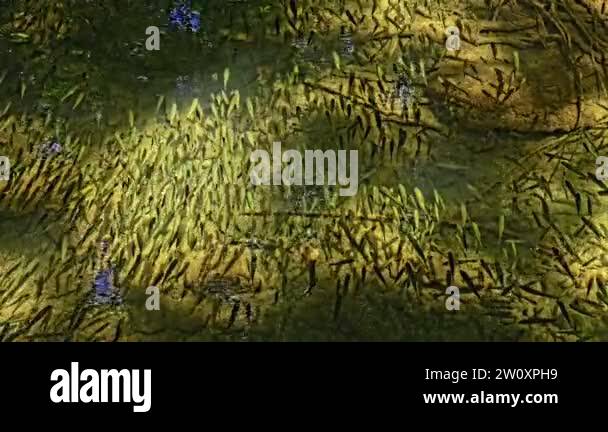 Fish shade Stock Videos & Footage - HD and 4K Video Clips - Alamy