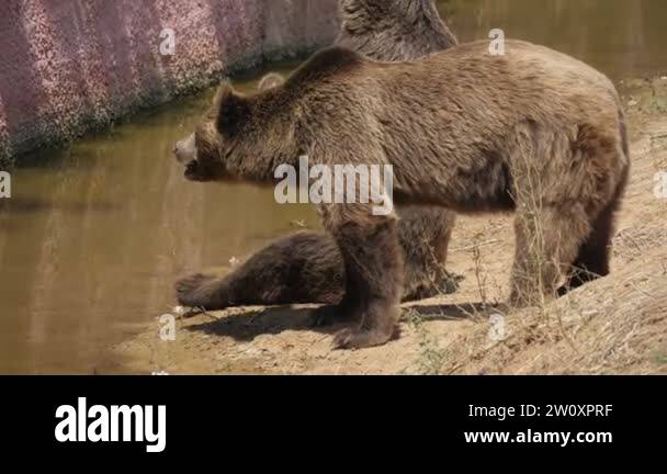 Two brown bears sitting before ditch and wall asking tourists for food ...