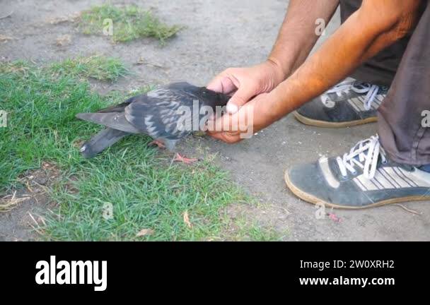 Homeless hungry wild pigeon Stock Videos & Footage - HD and 4K Video ...