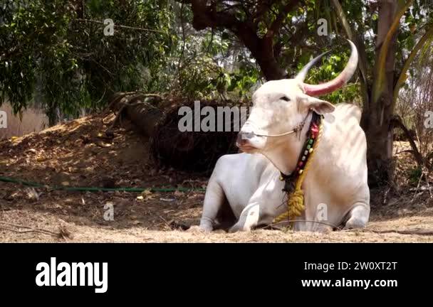 Big white sacred bull in india. Indian white bull in Goa Stock Video ...