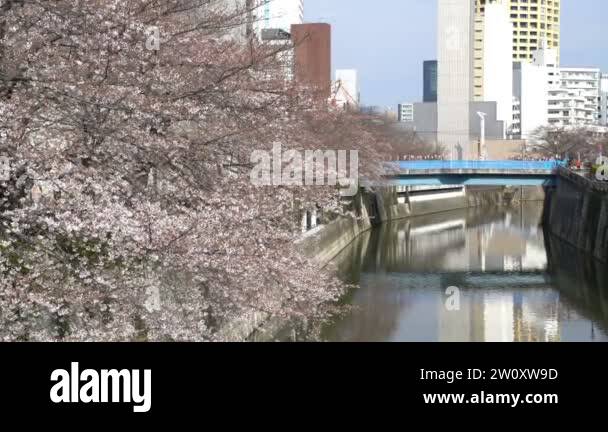 4k b-roll cinematic footage of Tokyo National Park during spring cherry ...