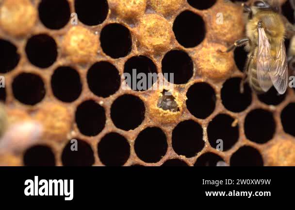 The Birth of a Bee. Worker bee emerging from cell. The Honey Bee Life ...