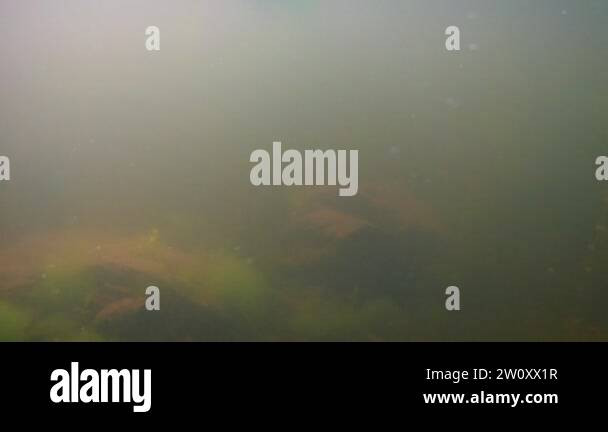 shallow freshwater lake, muddy and dirty water with no fish, green ...