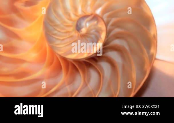 shell nautilus pearl Fibonacci sequence symmetry cross section spiral ...
