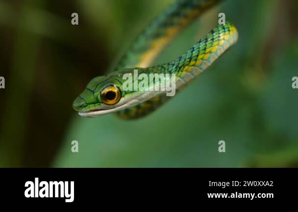 Video of parrot snake Stock Videos & Footage - HD and 4K Video Clips ...