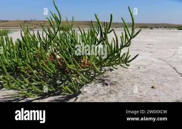 Salicornia europaea, known as common glasswort or just glasswort, is a ...