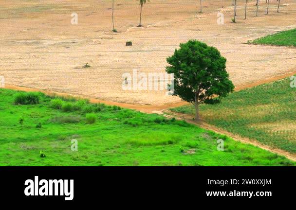 Only one tree Stock Videos & Footage - HD and 4K Video Clips - Alamy