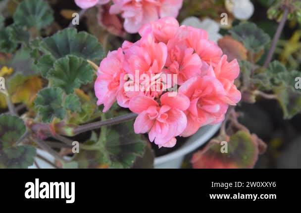 Pelargonium in pot pelargoniums Stock Videos & Footage - HD and 4K ...